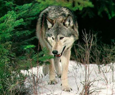 LATHUNT :: Hunting in Latvia
